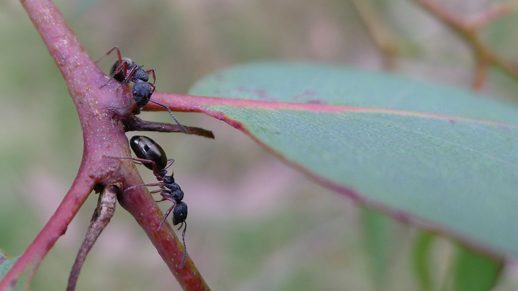 Lesson 3 • Ant picnic | Primary Connections